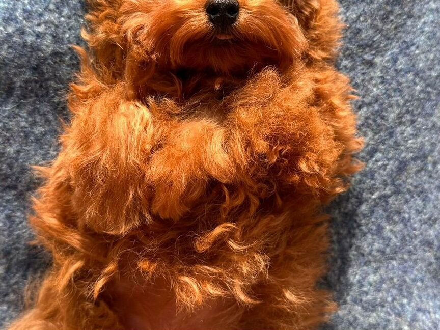 Тикап тедди пудель мальчик (мальтипу, бишоны)