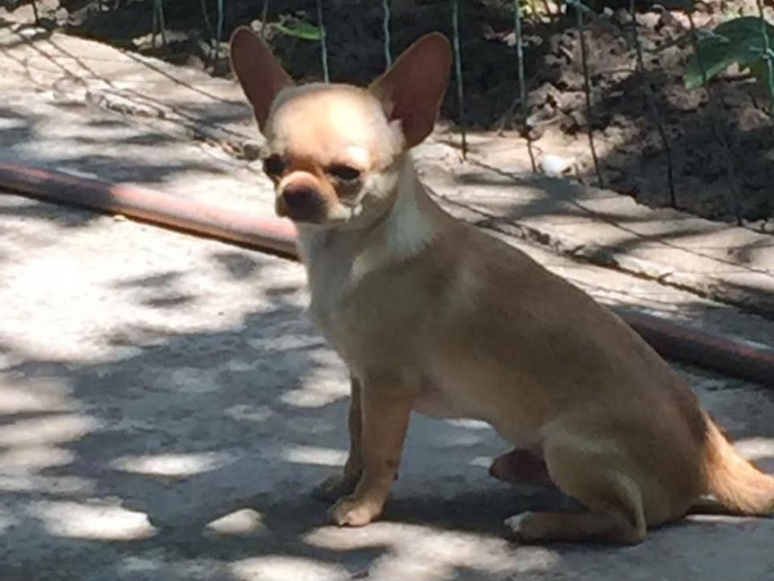 Чихуахуа 1.5 года