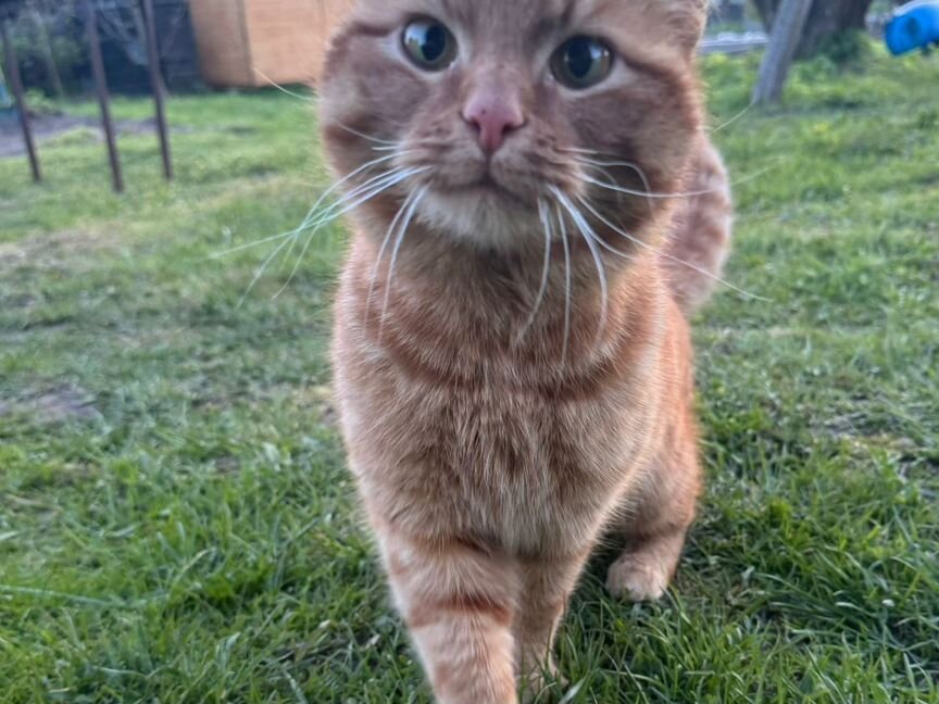 Кошки в добрые руки