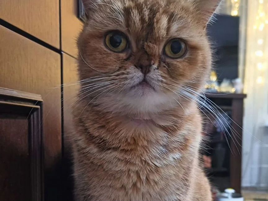 Лисавету обижали и выкинули.Ищем любящую семью