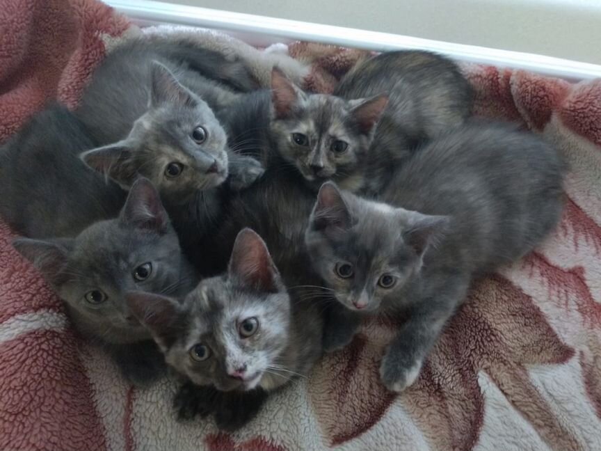 Букет котята)