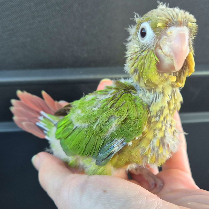 Попугай пиррура выкормыш ручной