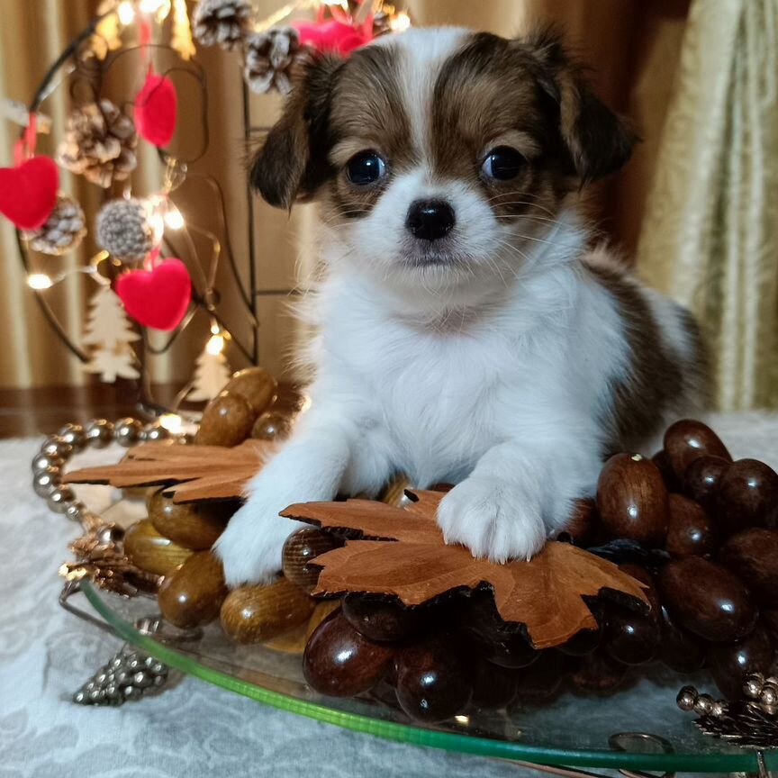 Щенки чихуахуа девочка чип, метрика скор И клеймо