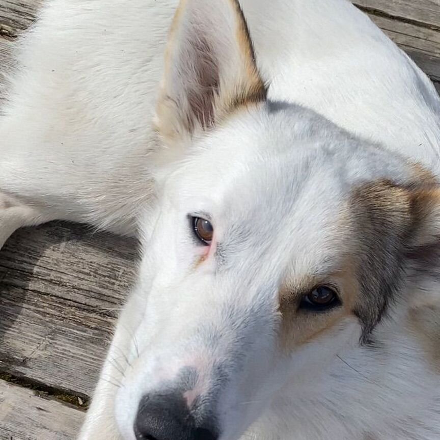 Взрослый пёс в добрые руки