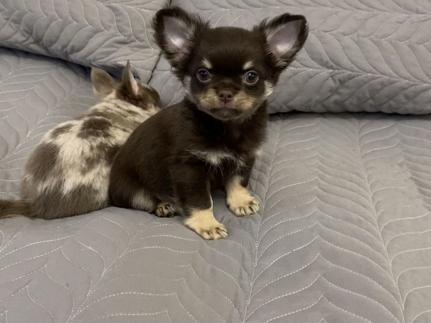 Мальчик одуваньчик