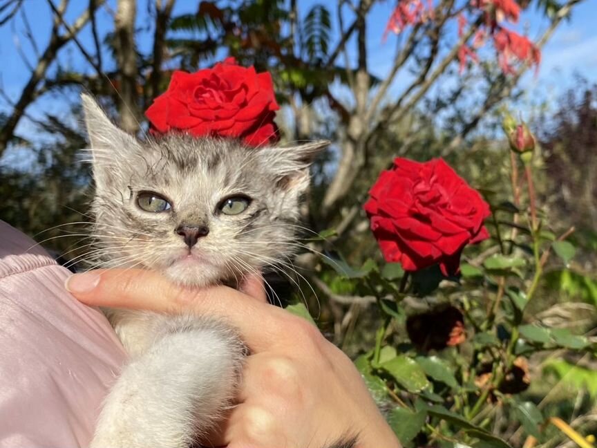 Малыш Меркурий в поисках семьи