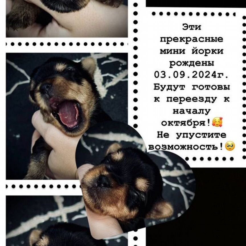 Щенки йорка мини