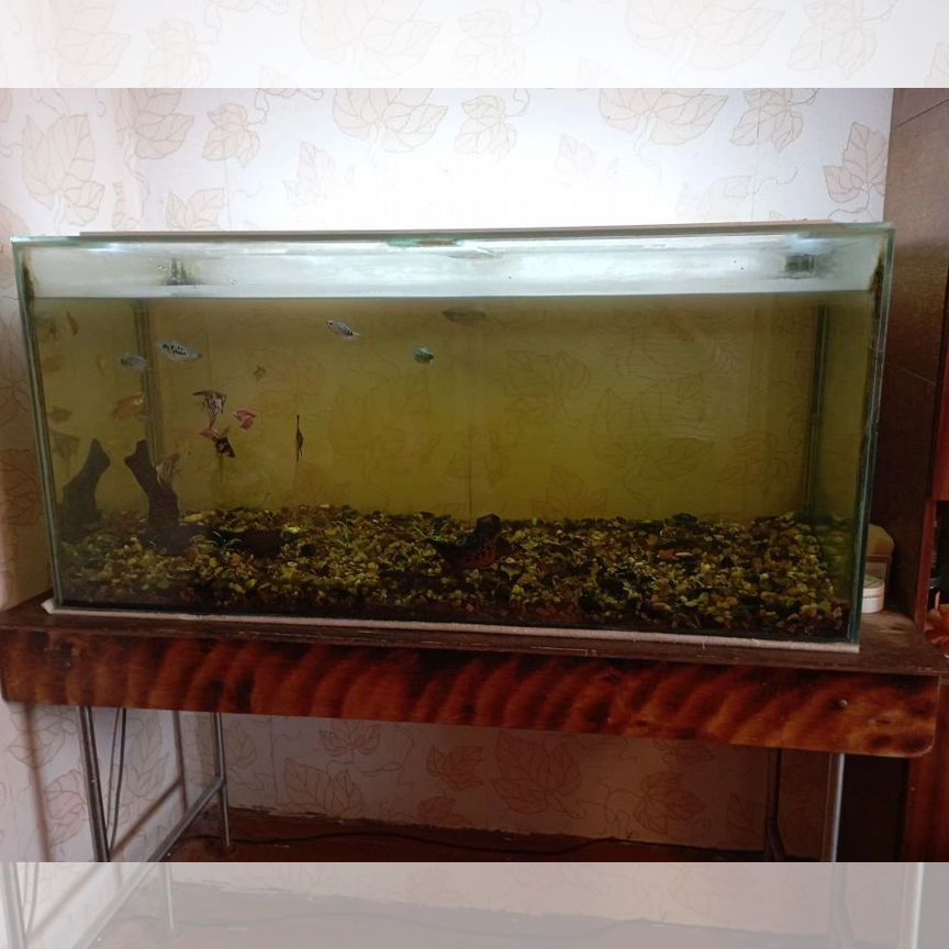 Аквариум с тумбой 1300*500*600 литров