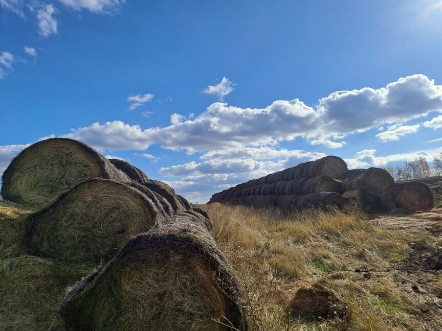 Сено в рулонах