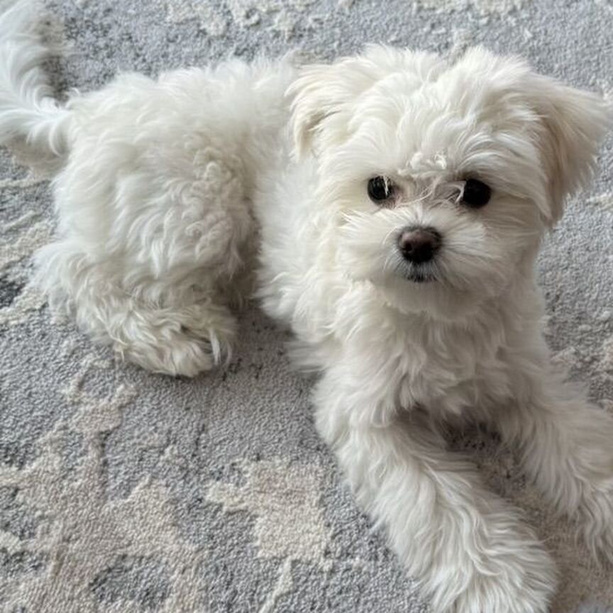 Мальтийская болонка, щенок