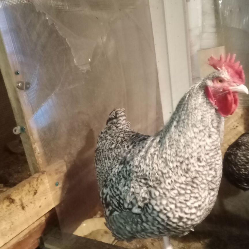 Продам петуха породы мелехенская кукушка