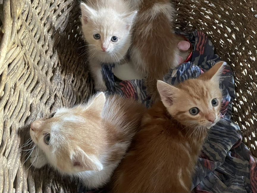 Котятки в добрые руки