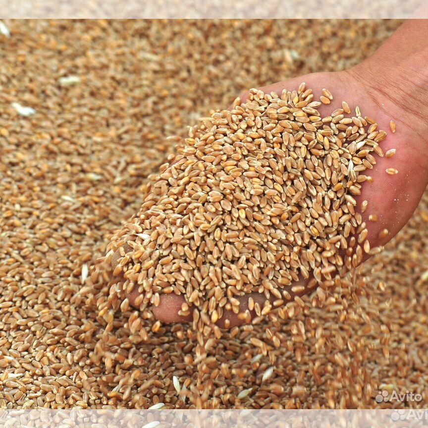 Зерно пшеница
