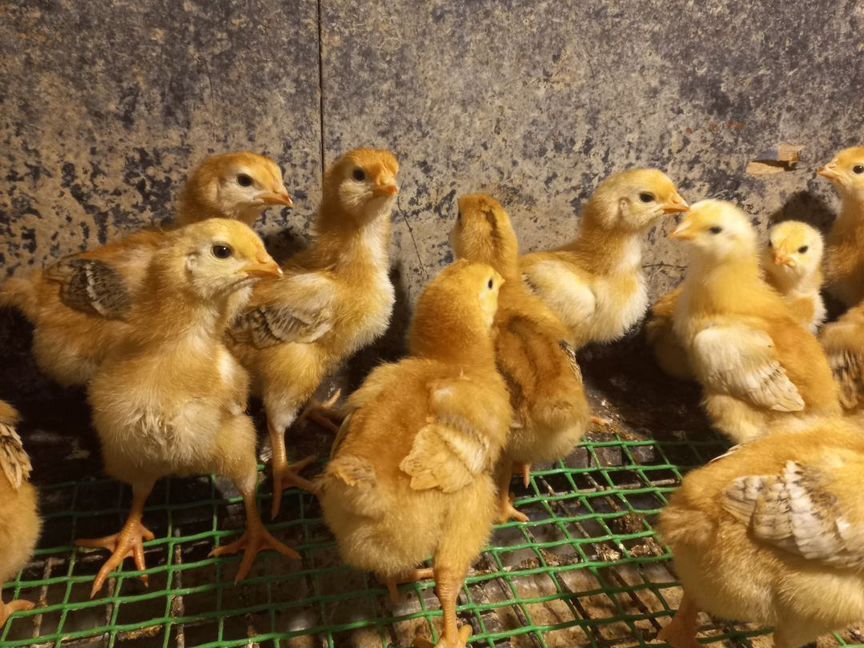 Цыпленок редбро