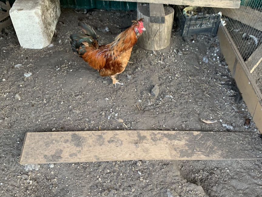 Петушок Павловское золото