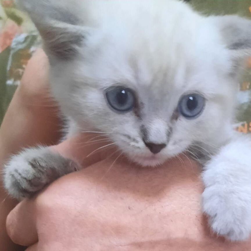 Отдам котенка в добрые руки