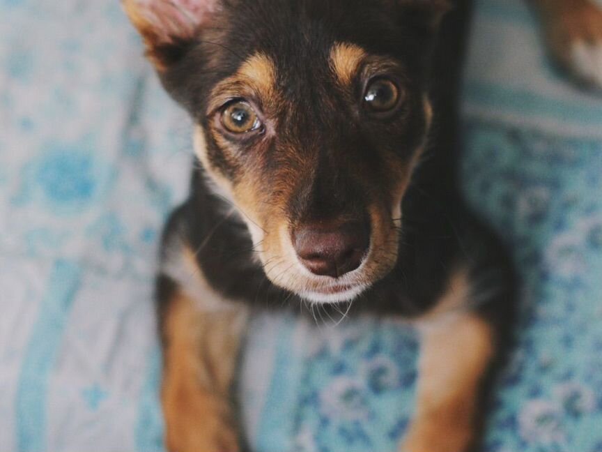 Собака в добрые руки щенок