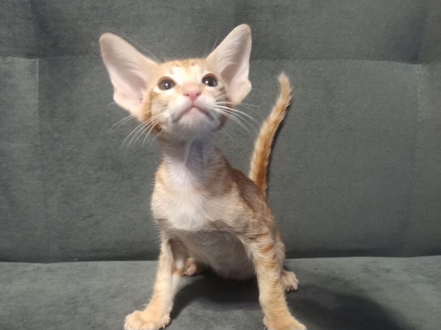 Ориентальный котенок