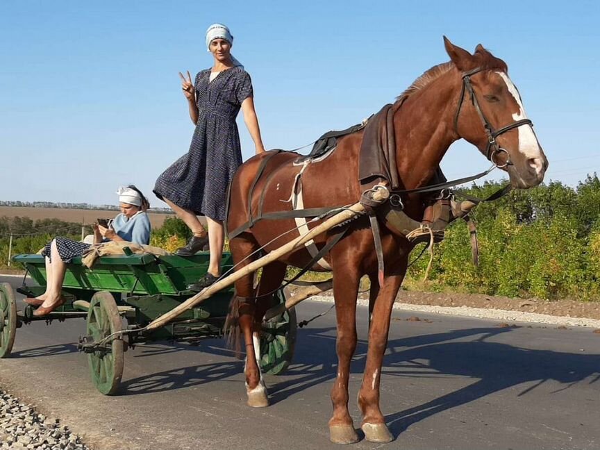 К.у.п.л.ю упряжного коня