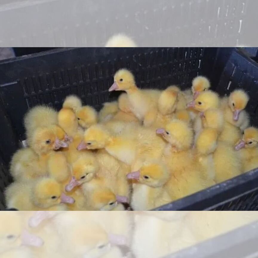 Продам гусят Линда месячных