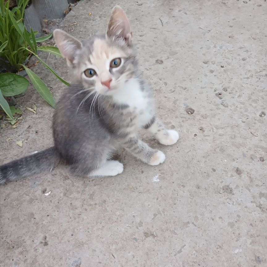 2-х месячные котята ищут хозяев