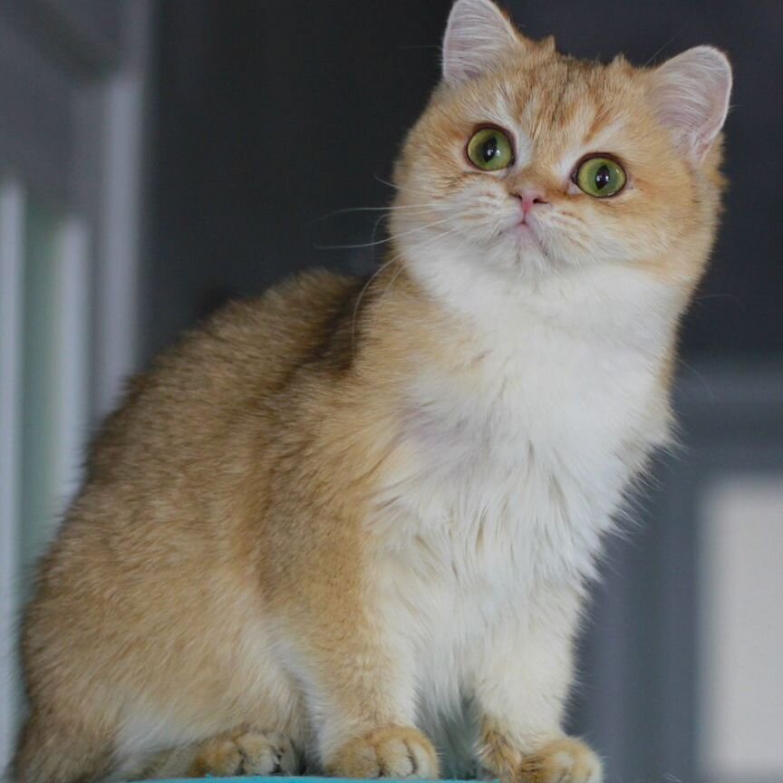 Британская шоколадная девочка