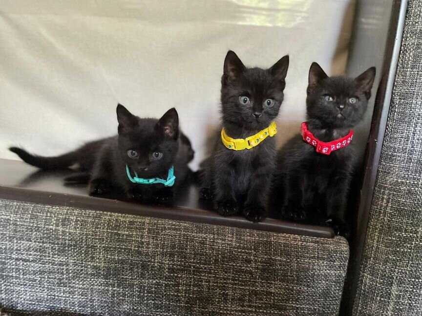 Выброшенные котята хотят домой