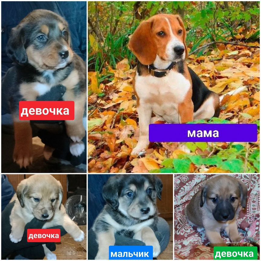 Щенки бесплатно породистой мамы