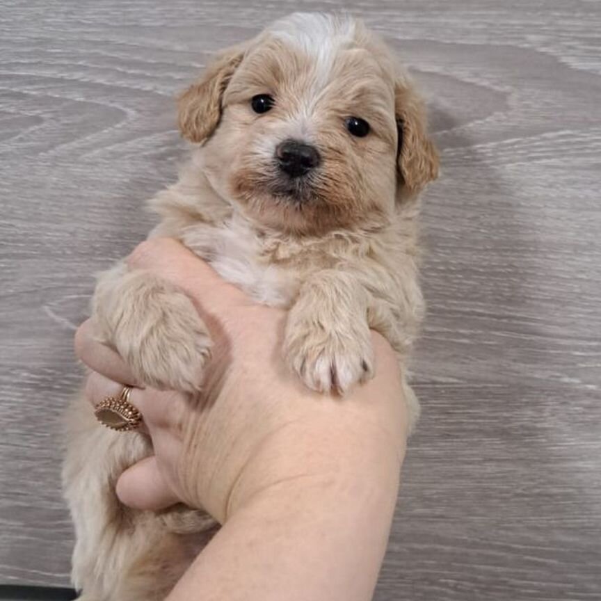 Щенок от частного владельца