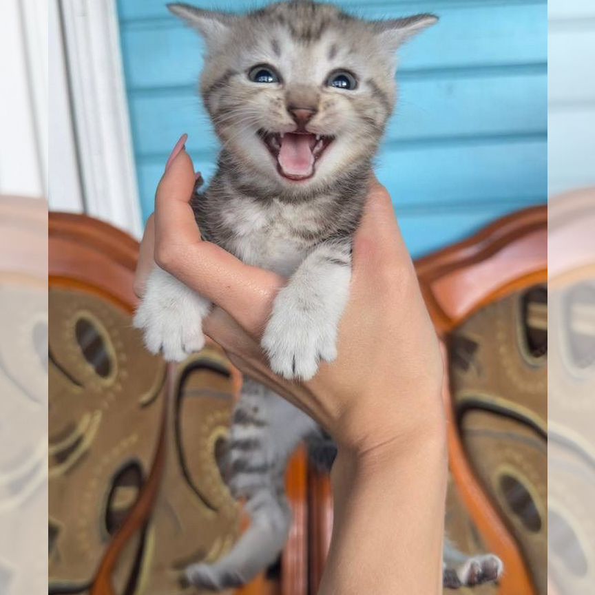 Котята в добрые руки курильский бобтейл