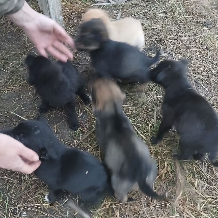 Щенок в добрые руки