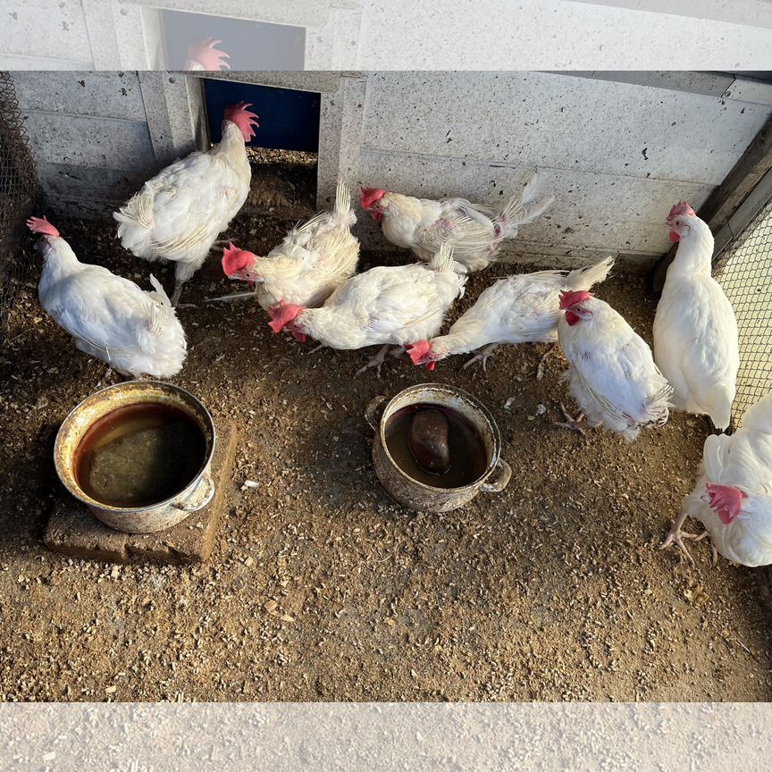 Куры несушки