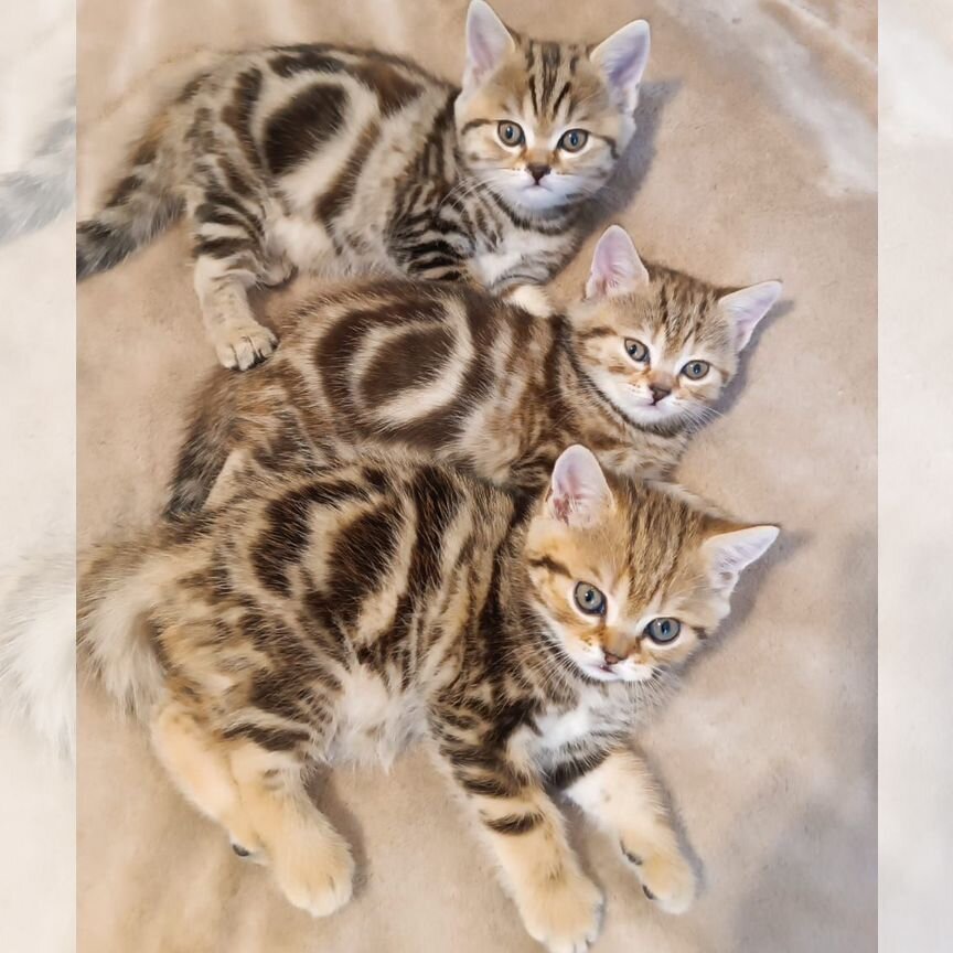 Шотландские котята