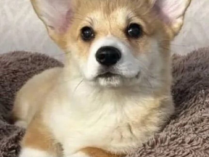 Вельш-корги пемброк