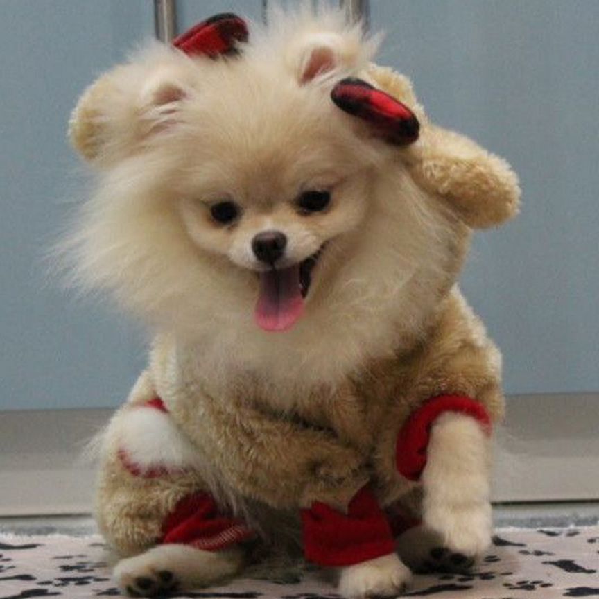Померанский шпиц девочка