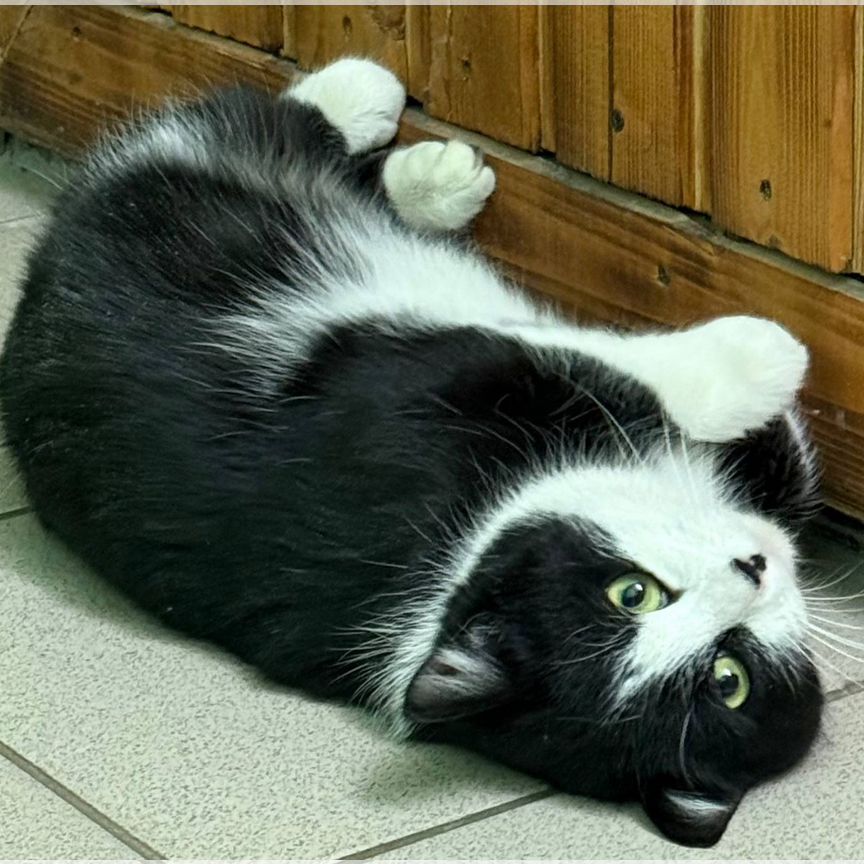 Взрослая, кошка в добрые руки