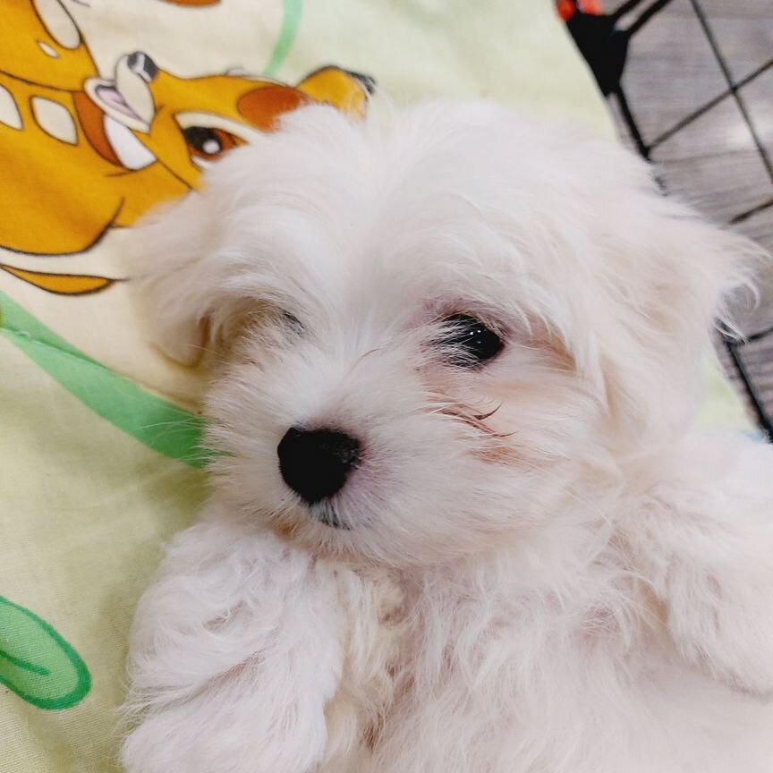 Мальчик мальтезе 1