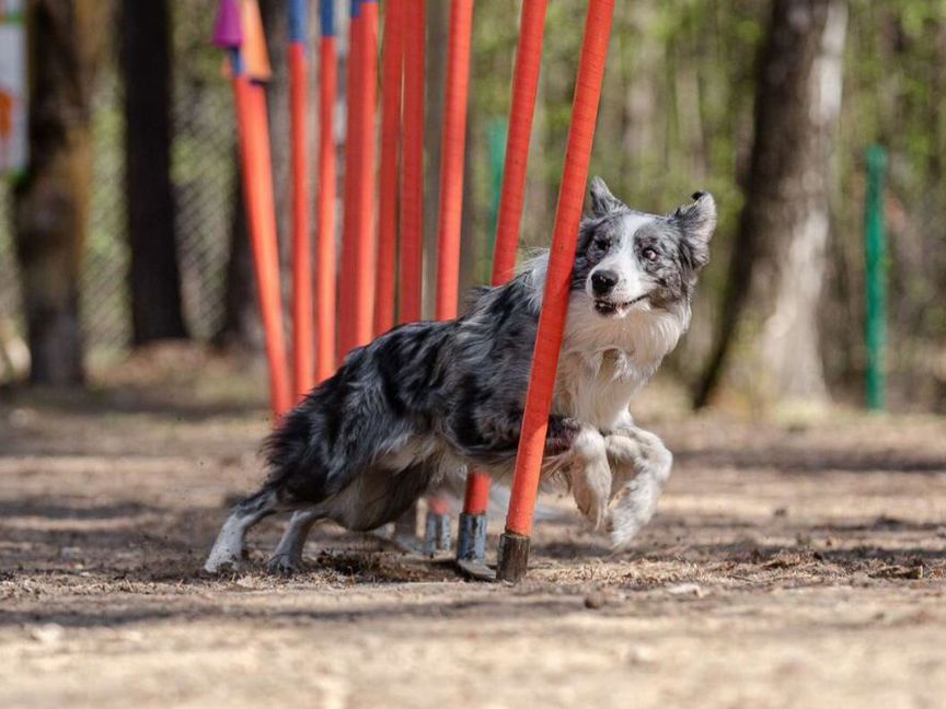 Бордеренышь