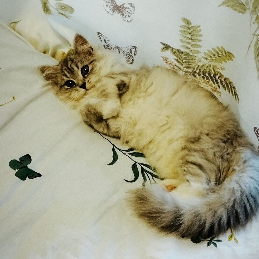Отдам кошку в хорошие,и надёжные руки