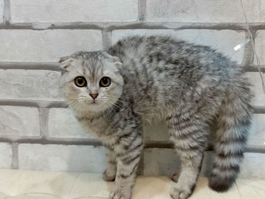 Отдам в добрые руки