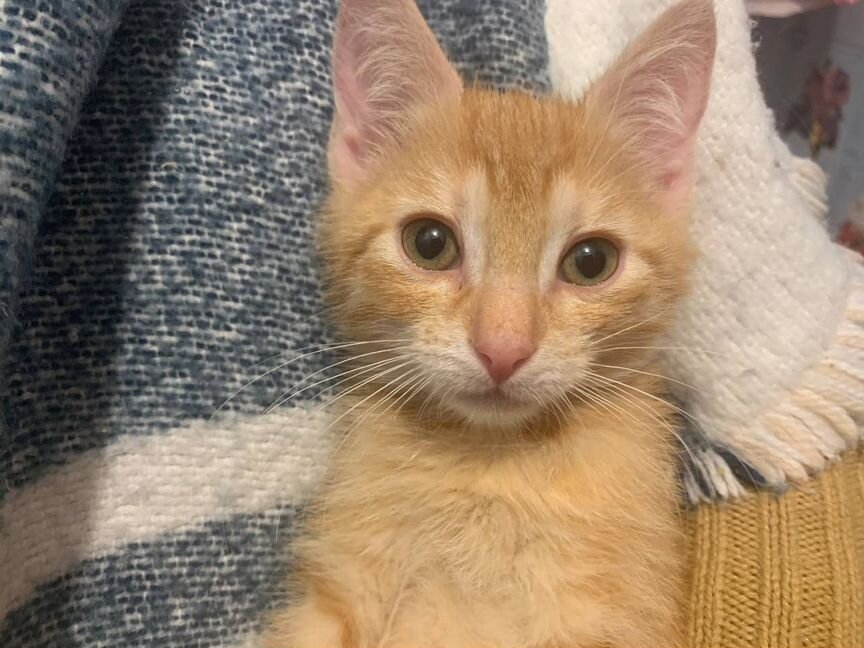 Ласковый рыжик