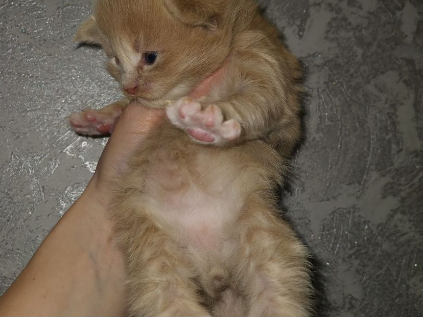 Котята мейн-кун