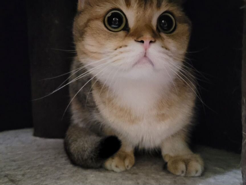 Отдается в ответственные и добрые руки кот