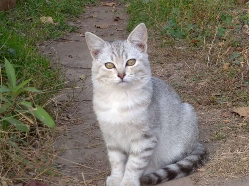 Подарите дом, котята в добрые руки