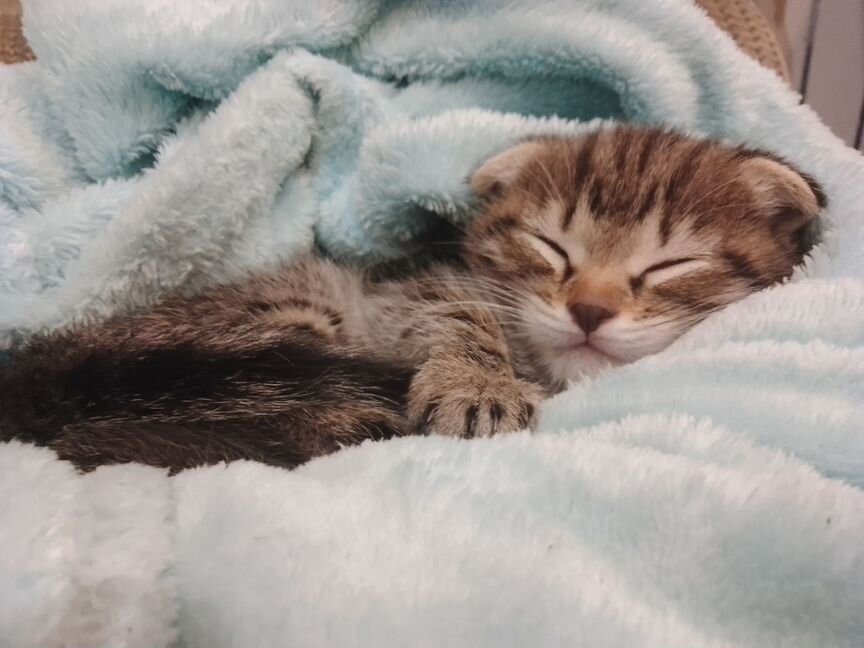 Котик вислоухий