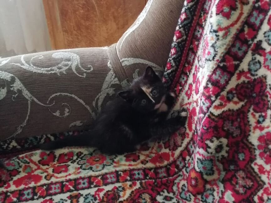 Отдам месячных котят в заботливые руки