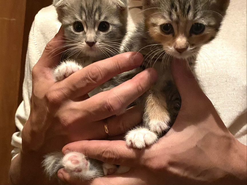 Два котенка мальчик и девочка