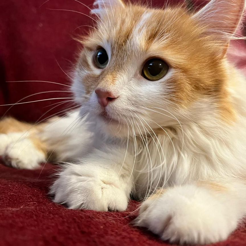 Кошечка красоточка