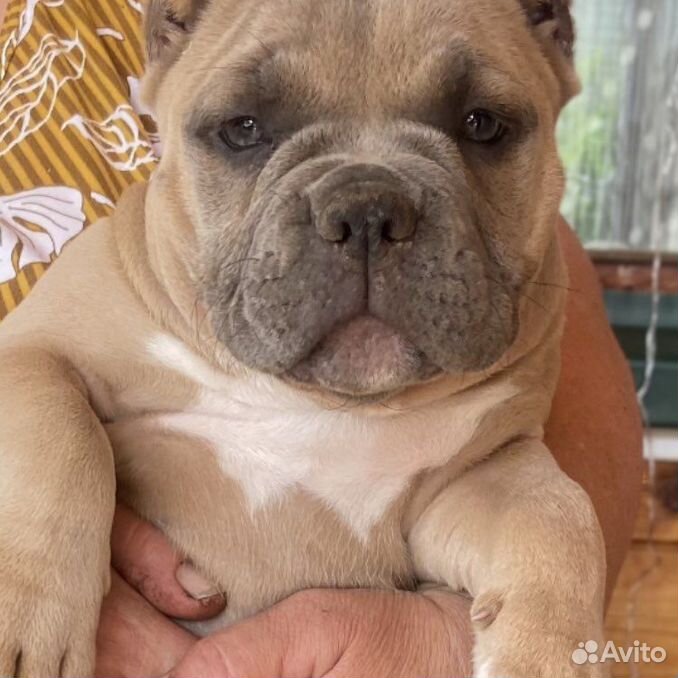 Американский булли девчонка