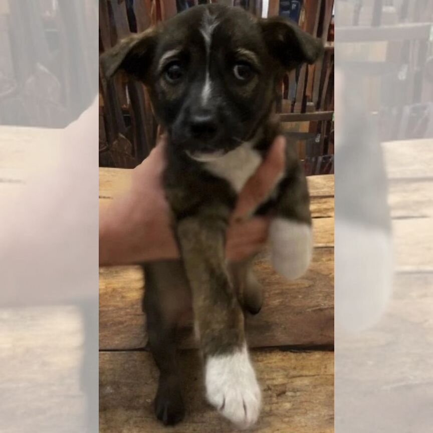 Щенок в добрые руки